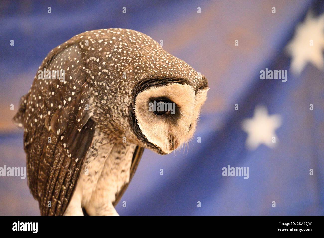 Sooty black plumage hi-res stock photography and images - Alamy
