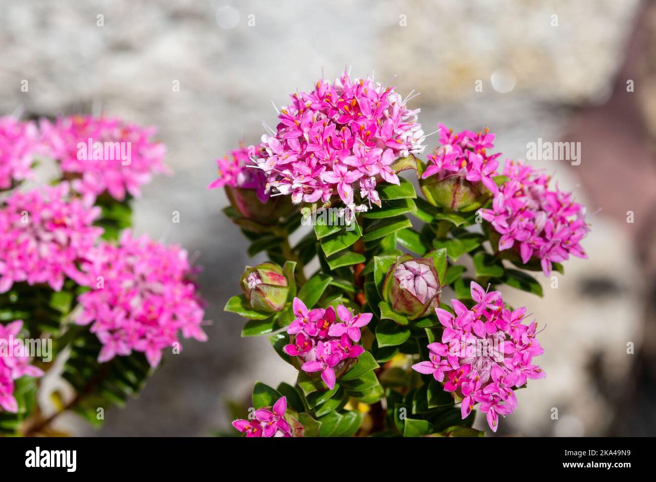 Pimelea rosea hi-res stock photography and images - Alamy