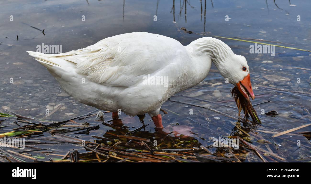 A white domestic goose drinking water from the lake Stock Photo - Alamy