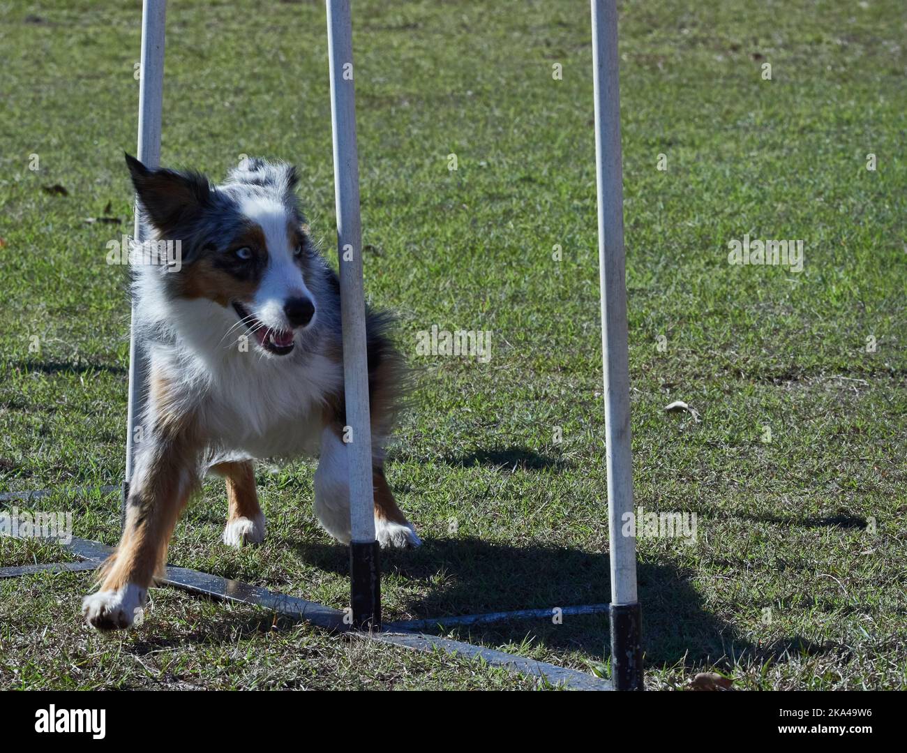 Many obstacles on a dog agility field . Dogs moving quickly from one ...