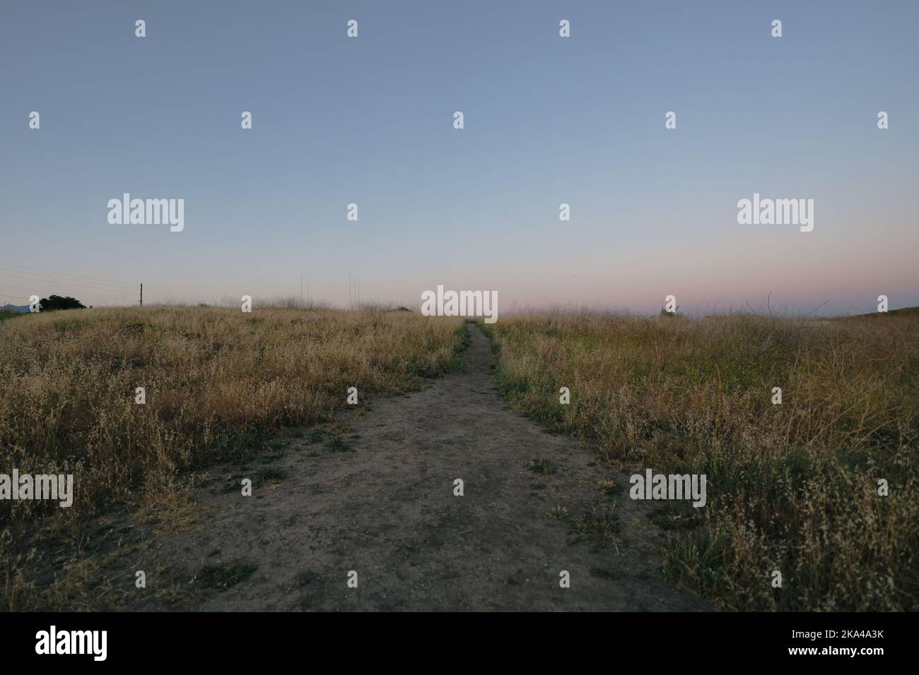 A view of rural footpath surrounded by grasses in field during sunset ...