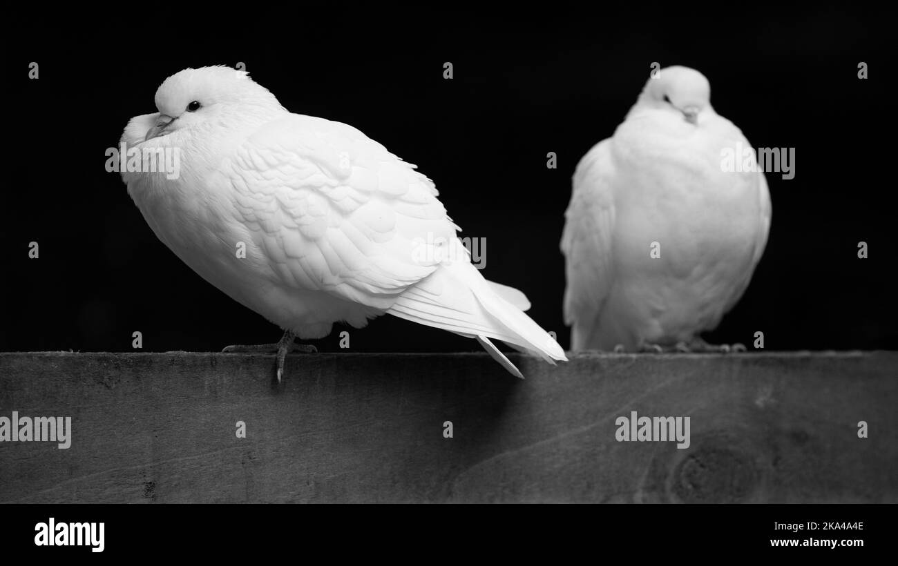 A grayscale shot of two white pigeons settled on wooden texture Stock ...