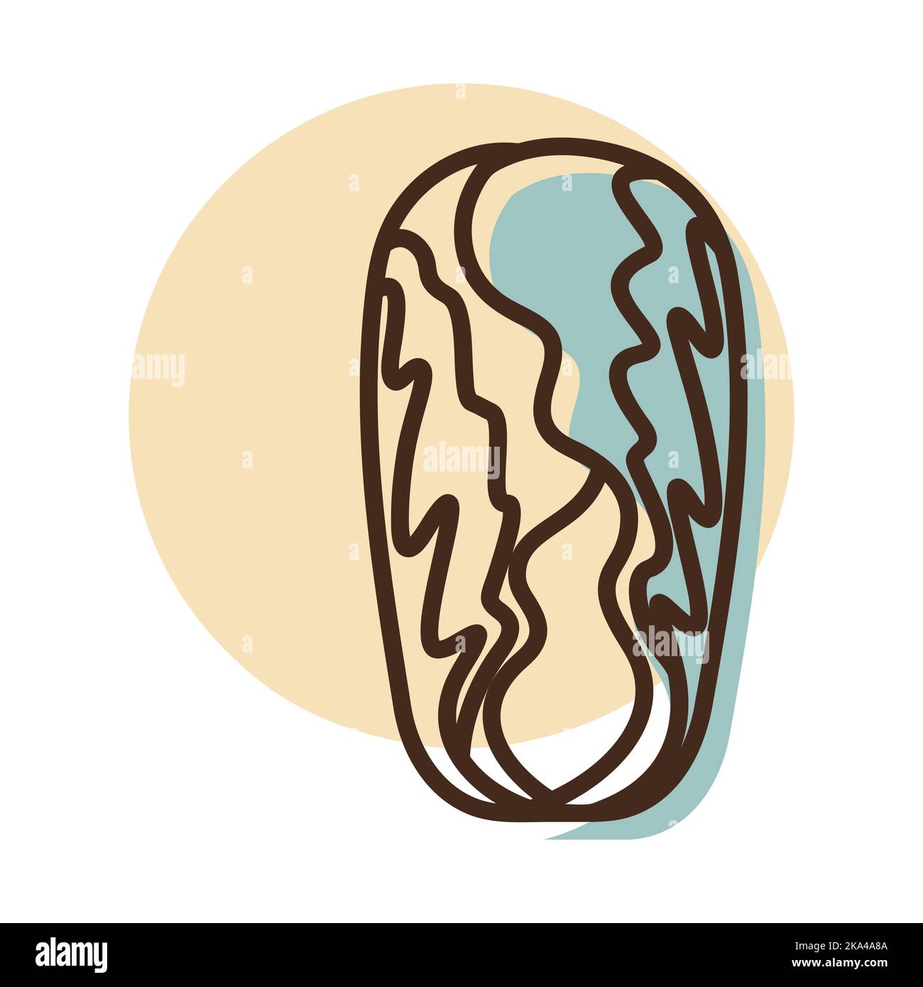 Chinese cabbage isolated vector icon. Vegetable sign. Graph symbol for ...