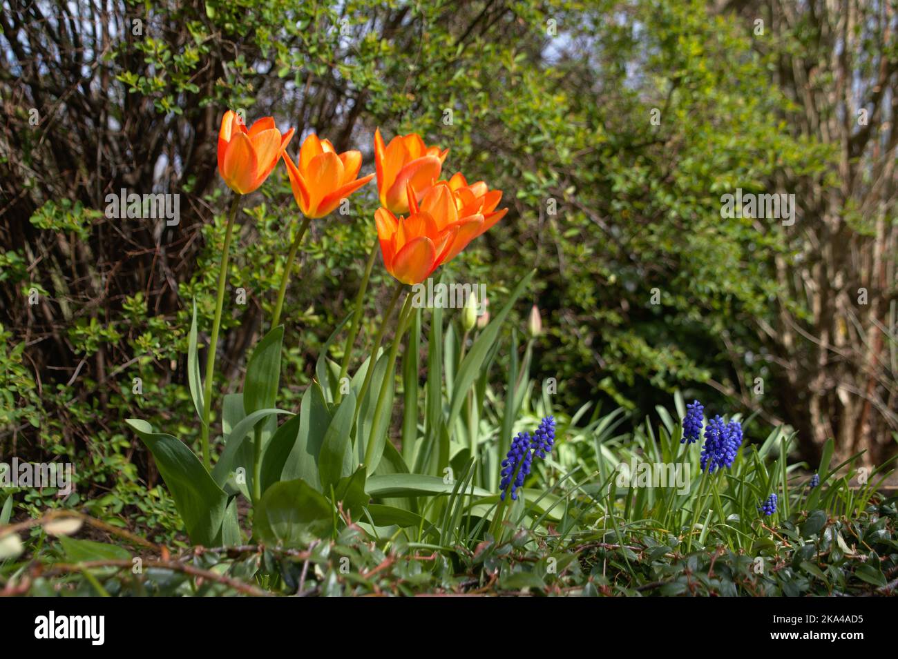 Orange Flower Tulips Purple Green Yellow Stock Photo - Alamy