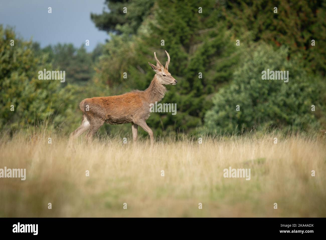 A portrait of a lone young red deer stag walking and taken against a ...