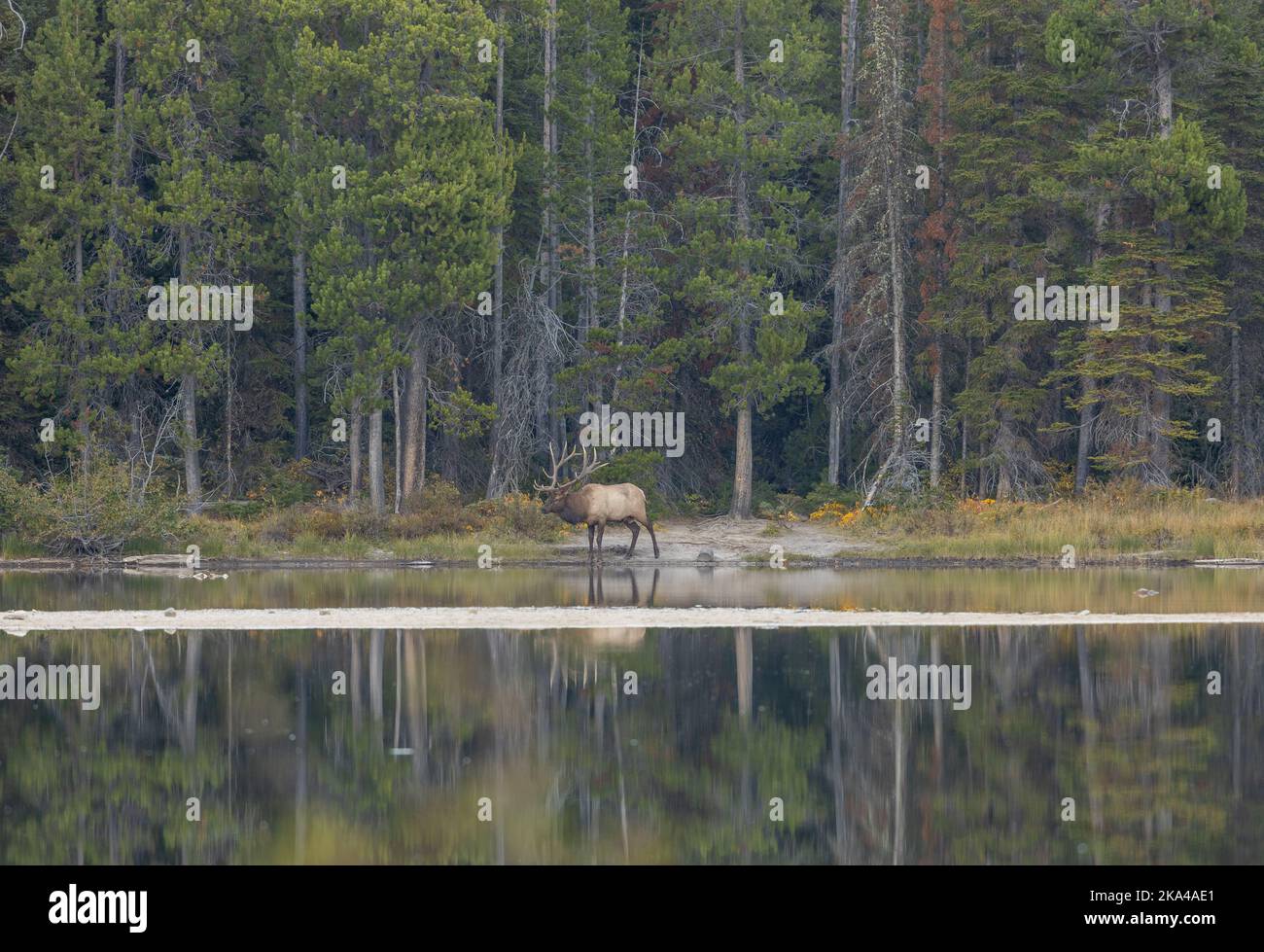 Bull Elk During the Rut in Wyoming in Autumn Stock Photo - Alamy