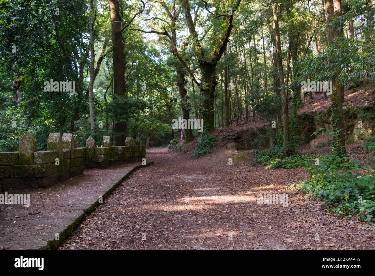 Leaf covered path in the enchanted forest of Aldan. Estate of O ...