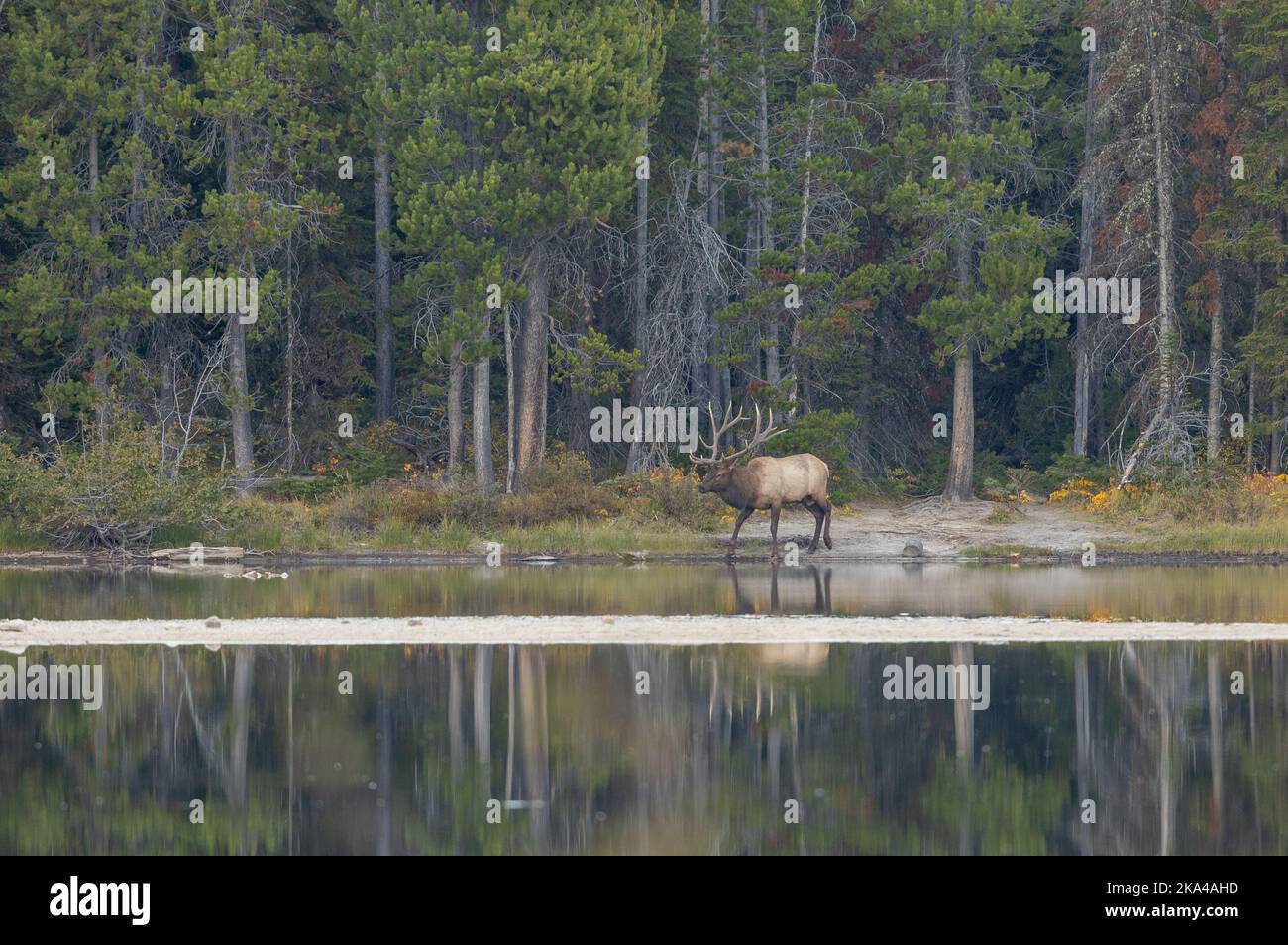 Bull Elk During the Rut in Wyoming in Autumn Stock Photo - Alamy