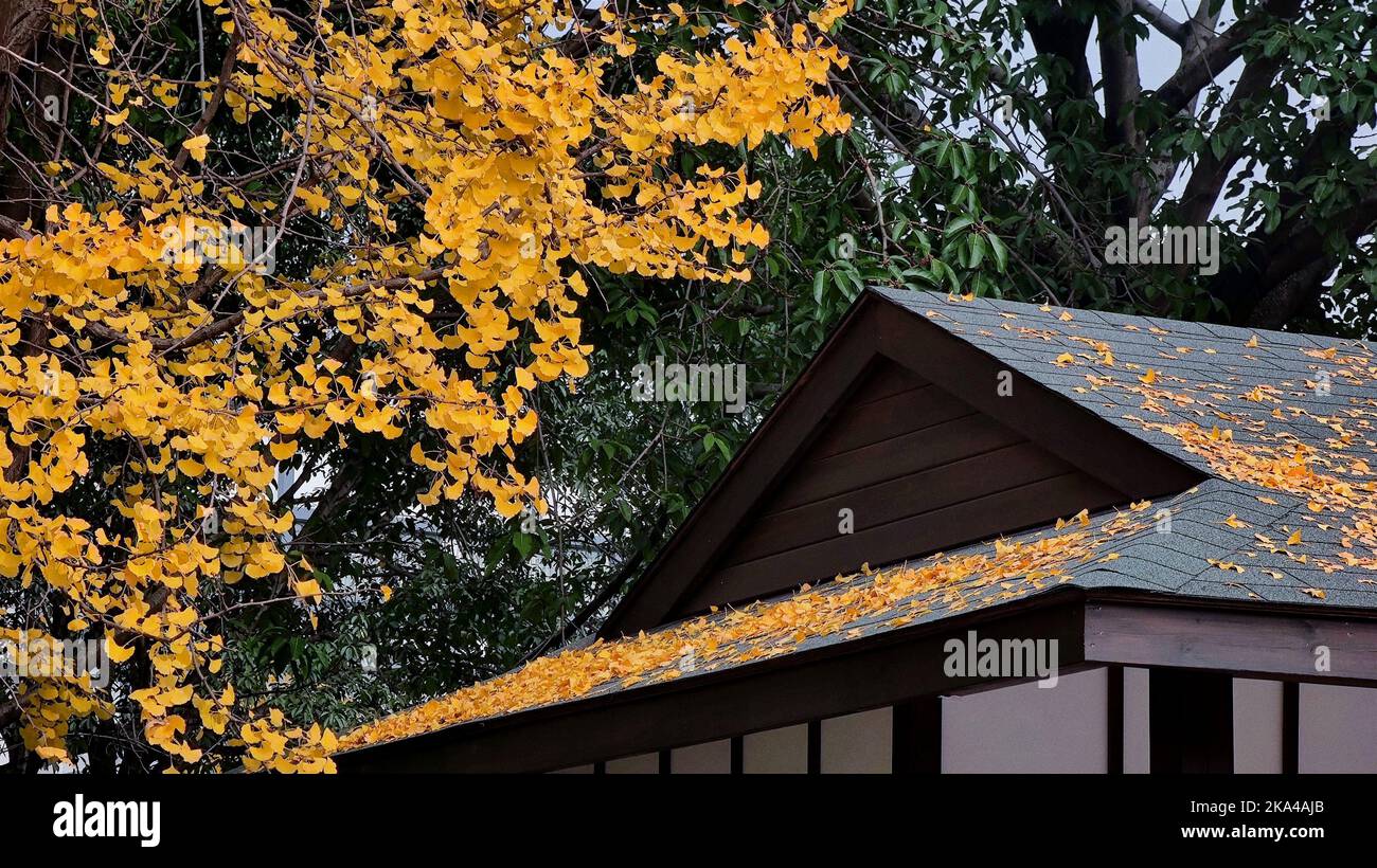 A roof of a house covered with fallen autumn leaves Stock Photo - Alamy