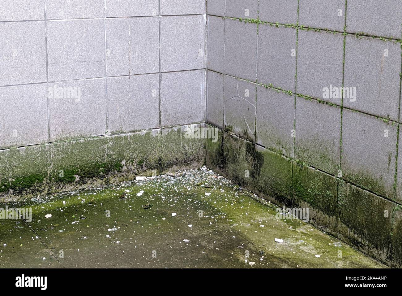 Damage caused by water leakage on building wall outside. Rainwater runs ...