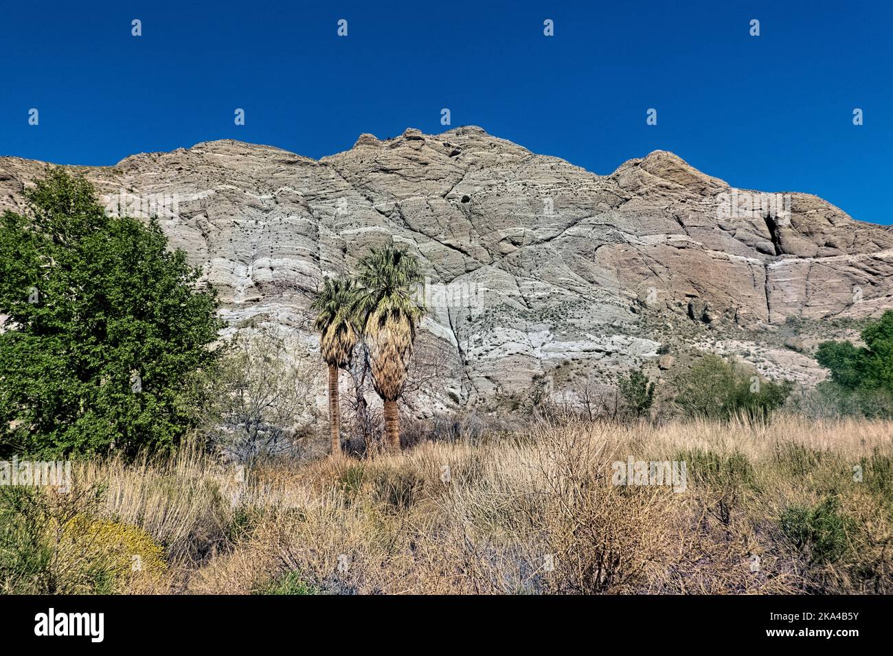 Fan palms (Washingtonia filifera) in the Whitewater Preserve, Pacific ...
