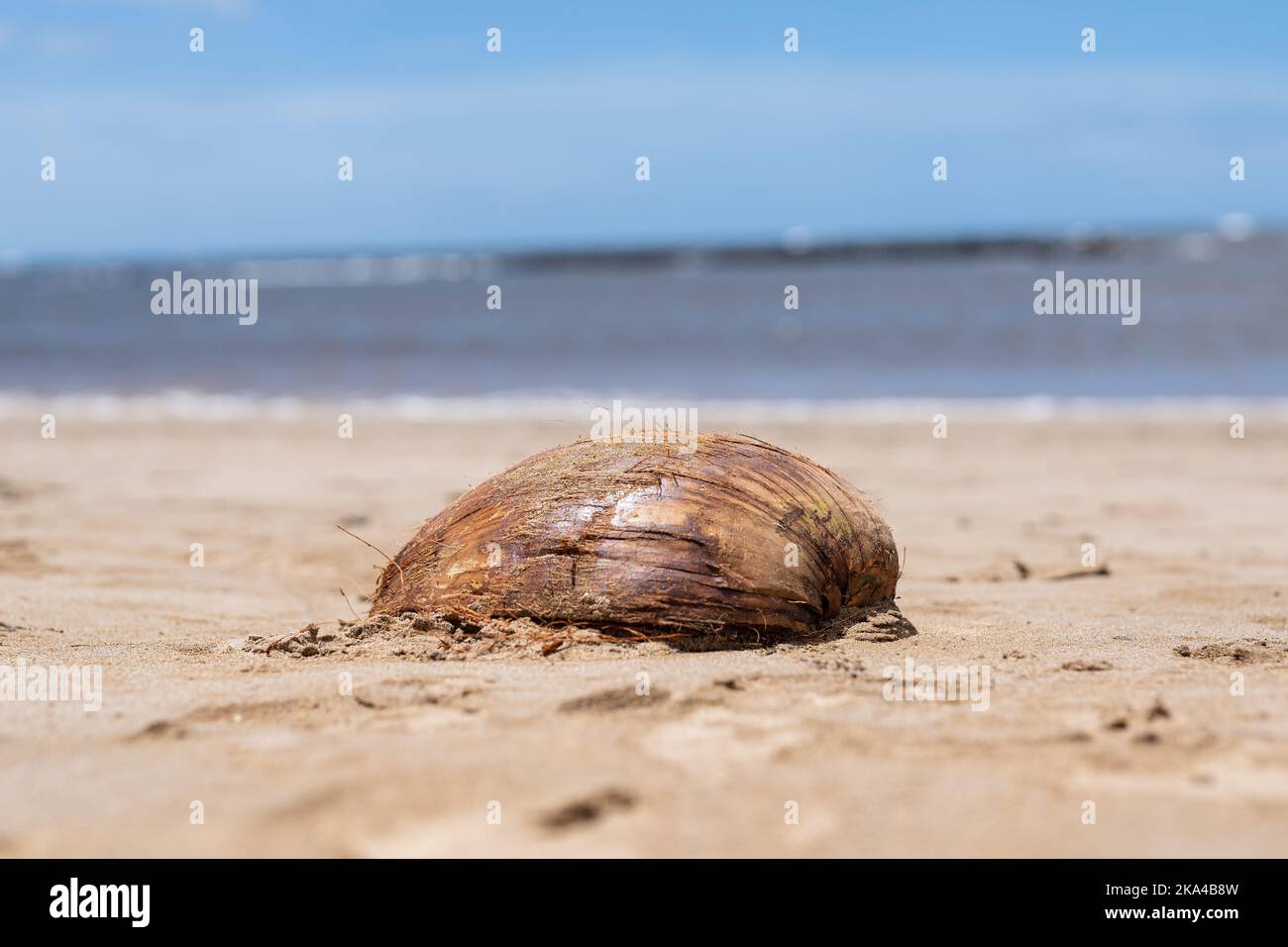 Half of a Coconut shell on a beach in Hawaii Stock Photo - Alamy