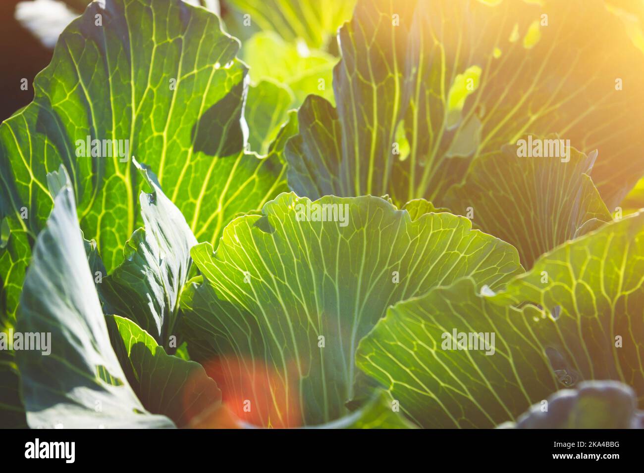 Cabbage in bright sunlight. Concept of natural products. Cultivation of ...