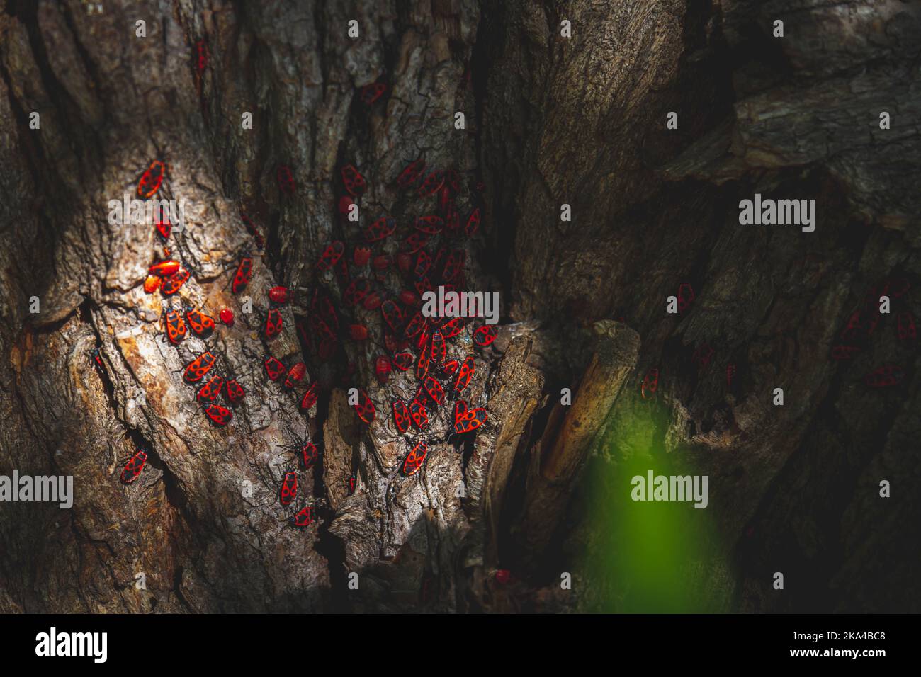 Red bug. Accumulation of soldier bugs. Red beetles in sun. Flock of ...