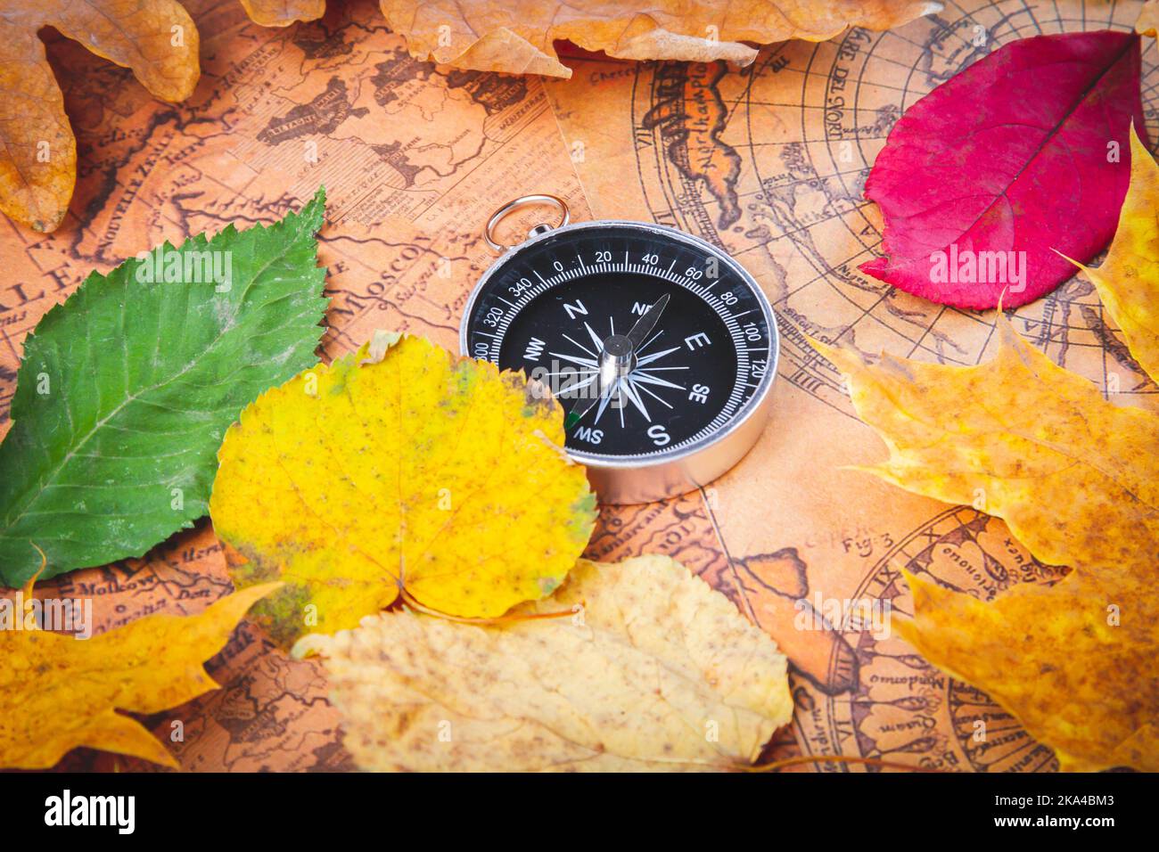 Traveler's compass on map in bright multi-colored autumn leaves ...