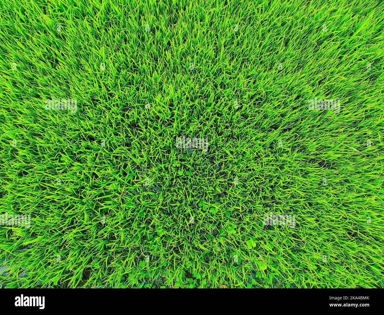 A top view of small rice seedlings, green fresh field after rain Stock ...