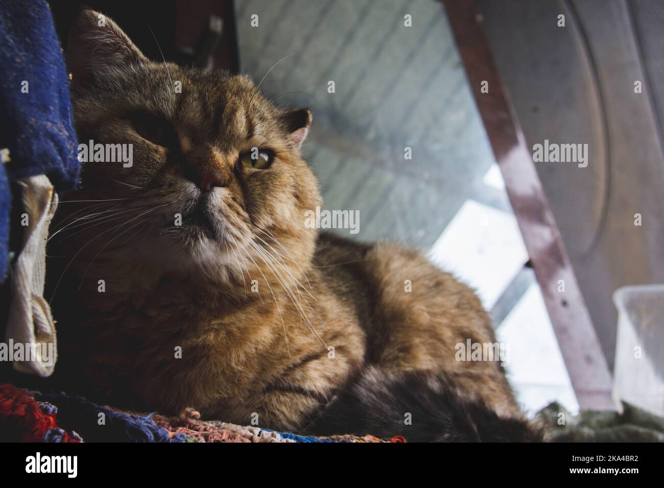 Scottish cat. Fold-eared Scotsman. Beautiful cat close-up. Large fluffy ...