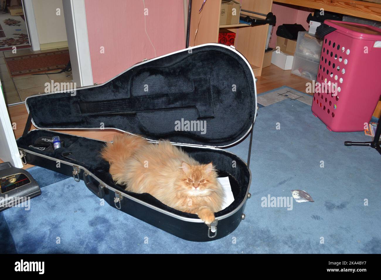 Persian cat in a Guitar case red in black office carpet Stock Photo - Alamy