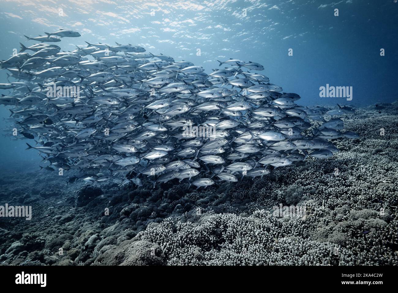 A closeup shot of big group of small fishes swimming together in the ...