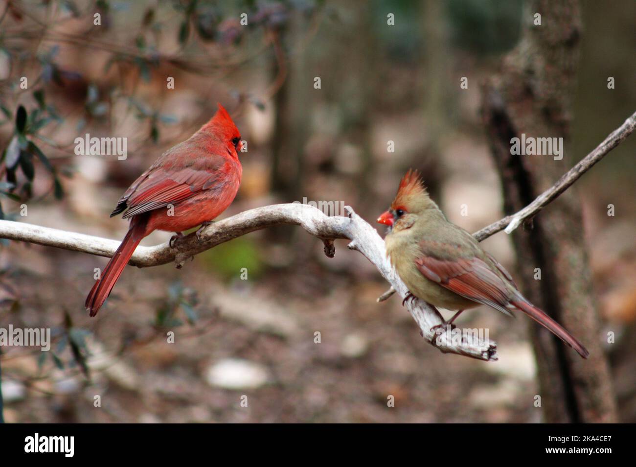 A closeup of male and female northern cardinals, Cardinalis cardinalis ...