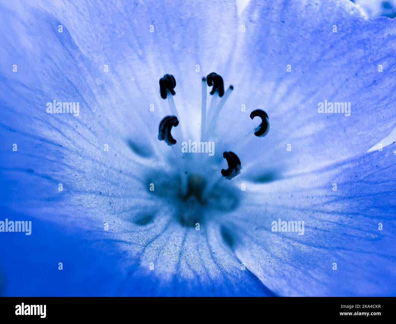 A macro shot of a stamen of a baby blue eyes flower (Nemophila ...