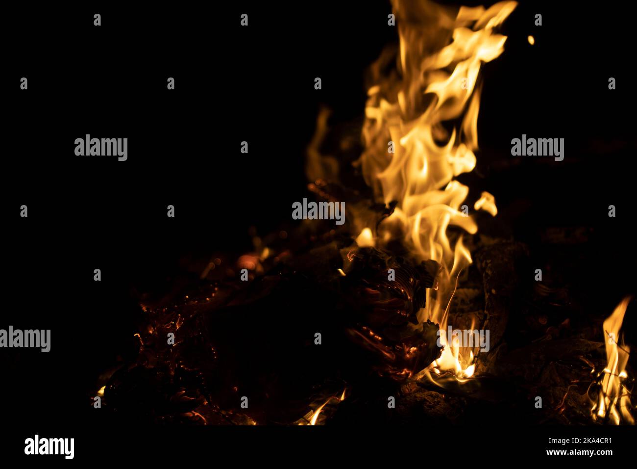 Fire in forest. Flame is yellow. Burning of dry branches. Big fire ...