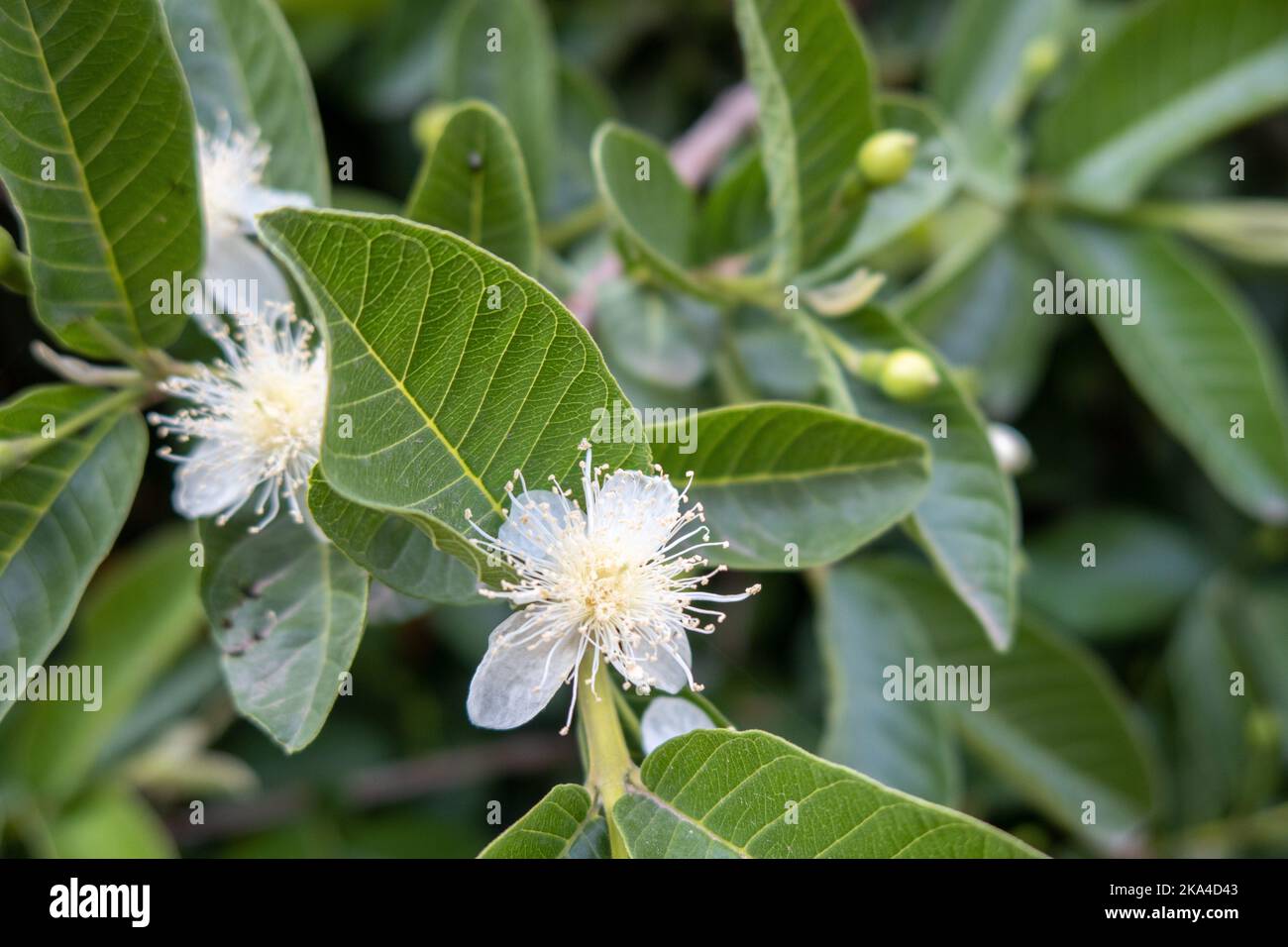 A white guava flower in full bloom, blooming guava's flower, psidium ...