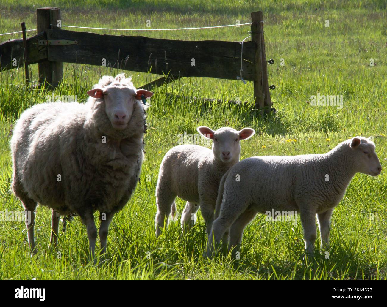 Sheep kids lambs and adult grass wooden fence sun meadow Stock Photo ...