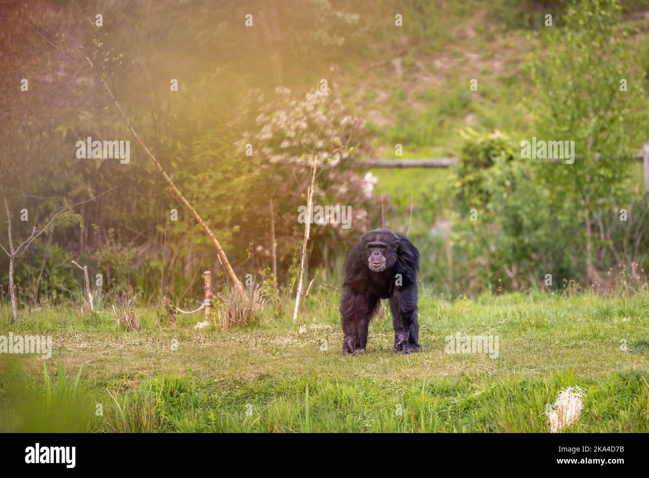 A view of a beautiful chimpanzee in a field on a sunny day Stock Photo ...