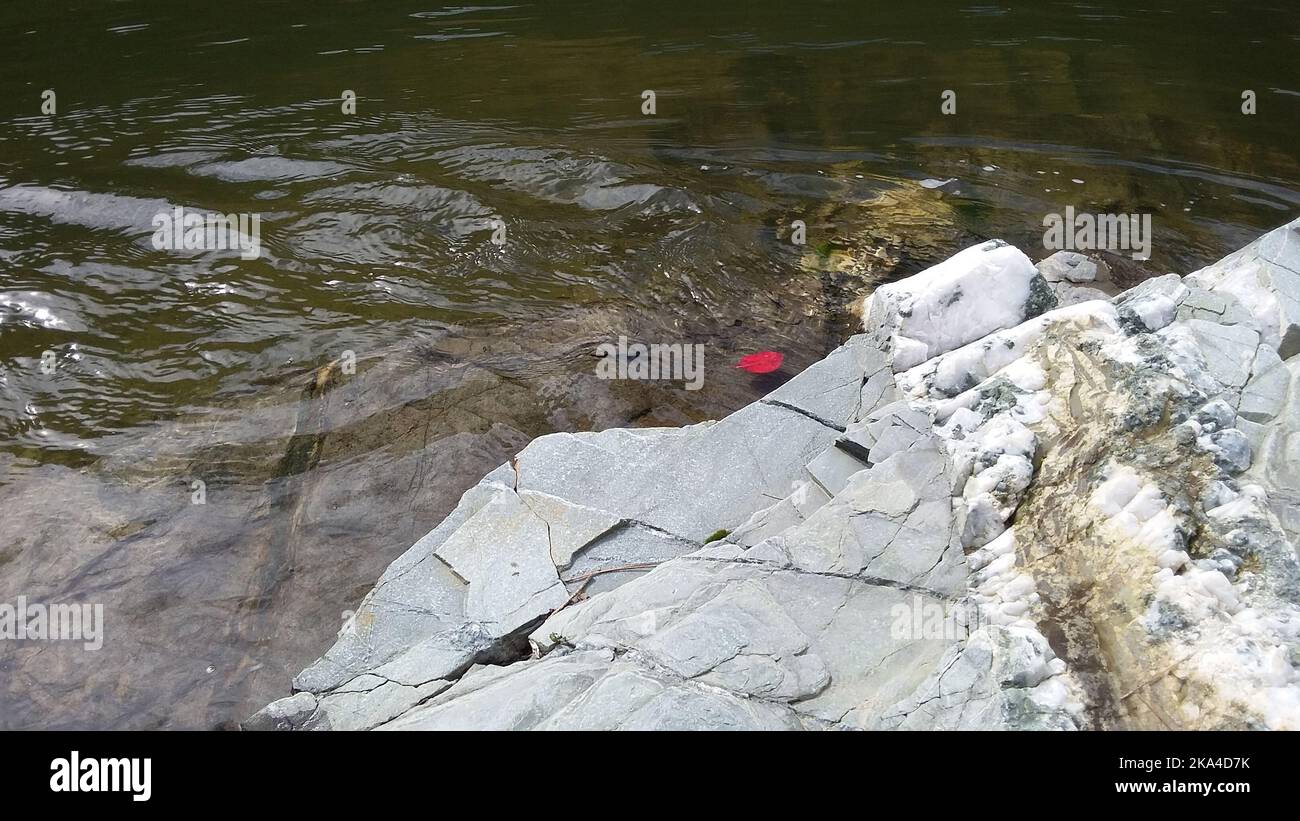 A closeup of the gray rocks and a red leaf floating on the water ...