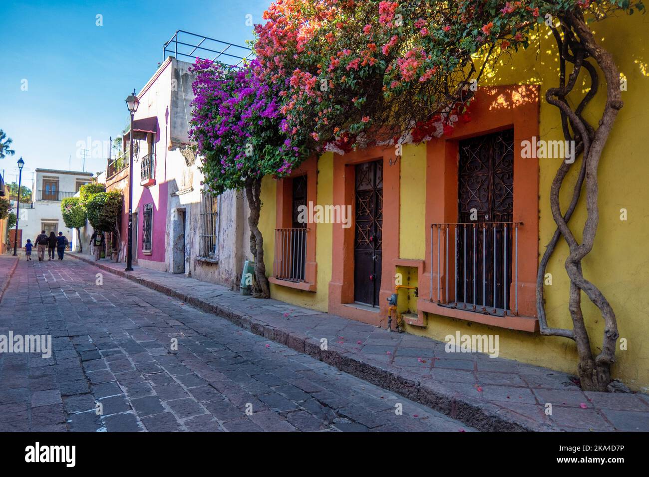 A Rustic street with windows and bougainvillea flowers in Queretaro ...