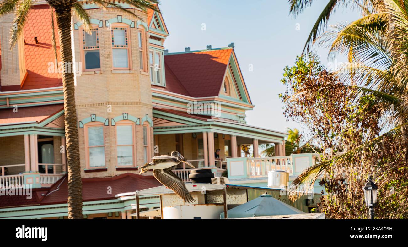 Pelicans of the Key West are big beautiful birds and one of the Florida ...