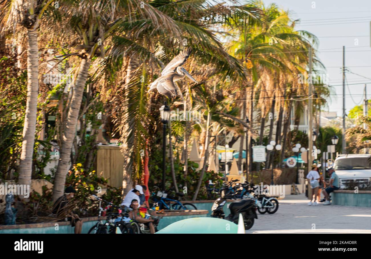 Pelicans of the Key West are big beautiful birds and one of the Florida ...