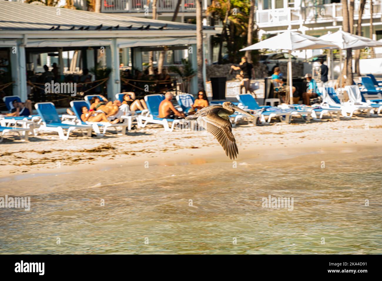Pelicans of the Key West are big beautiful birds and one of the Florida ...