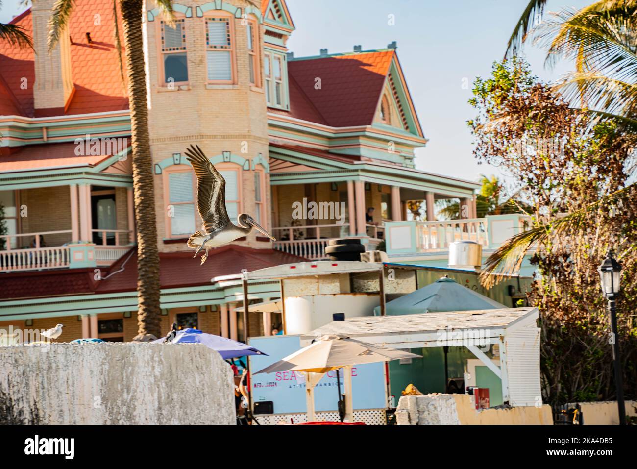 Pelicans of the Key West are big beautiful birds and one of the Florida ...
