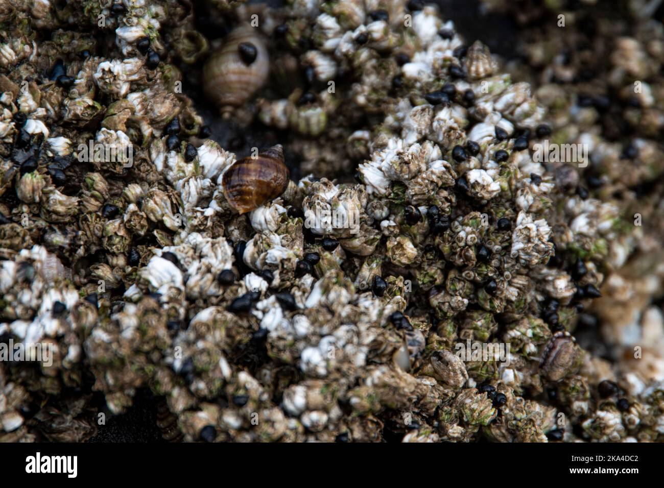 closeup on barnacles and sea snails during low tide. You can see the ...