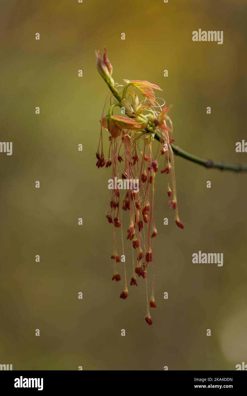 Elder tree branch hi-res stock photography and images - Alamy