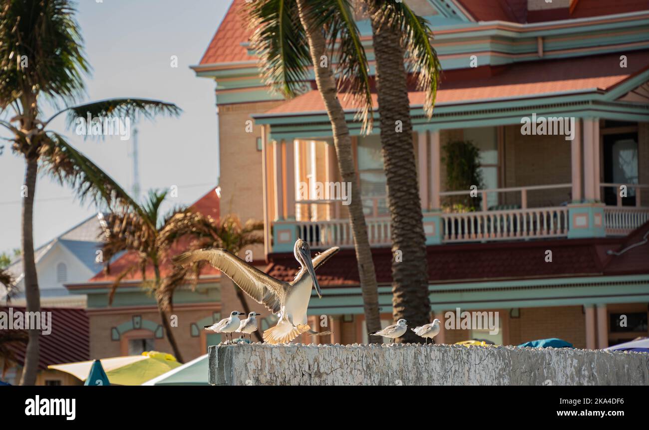 Pelicans of the Key West are big beautiful birds and one of the Florida ...