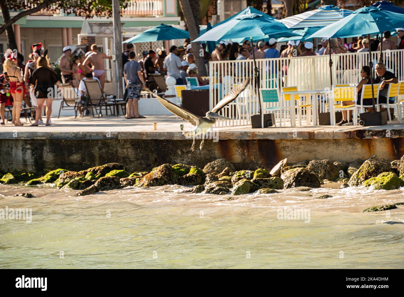 Pelicans of the Key West are big beautiful birds and one of the Florida ...