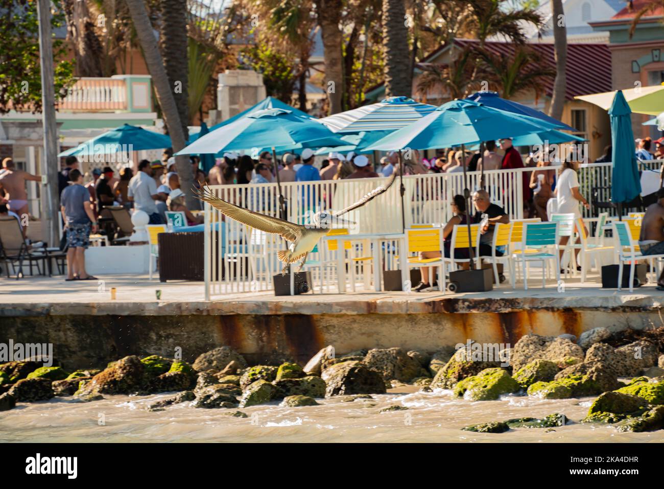 Pelicans of the Key West are big beautiful birds and one of the Florida ...