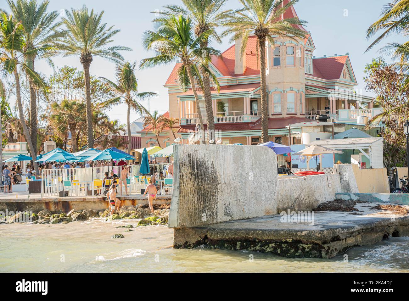 Pelicans of the Key West are big beautiful birds and one of the Florida ...