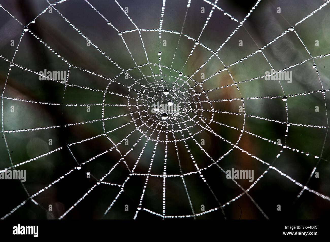 Water droplets on spider web, Spain Stock Photo - Alamy