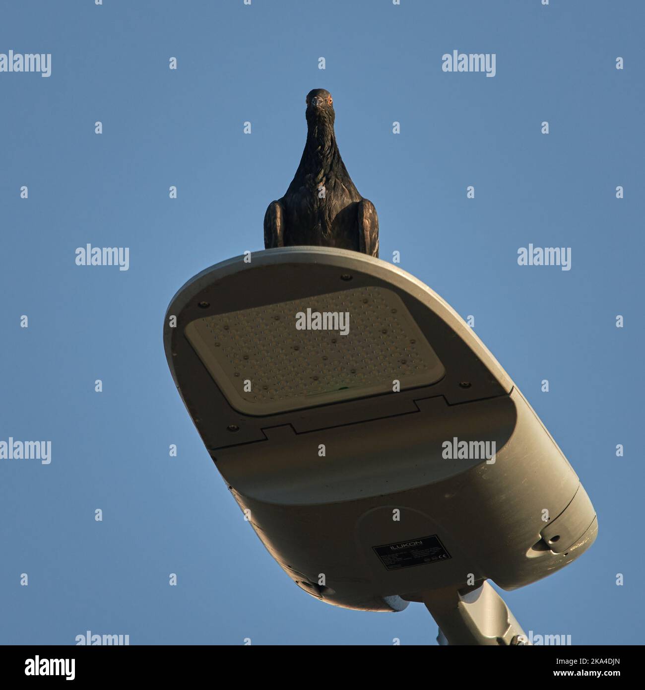 A black dove perched on a street lantern in blue sky background Stock ...