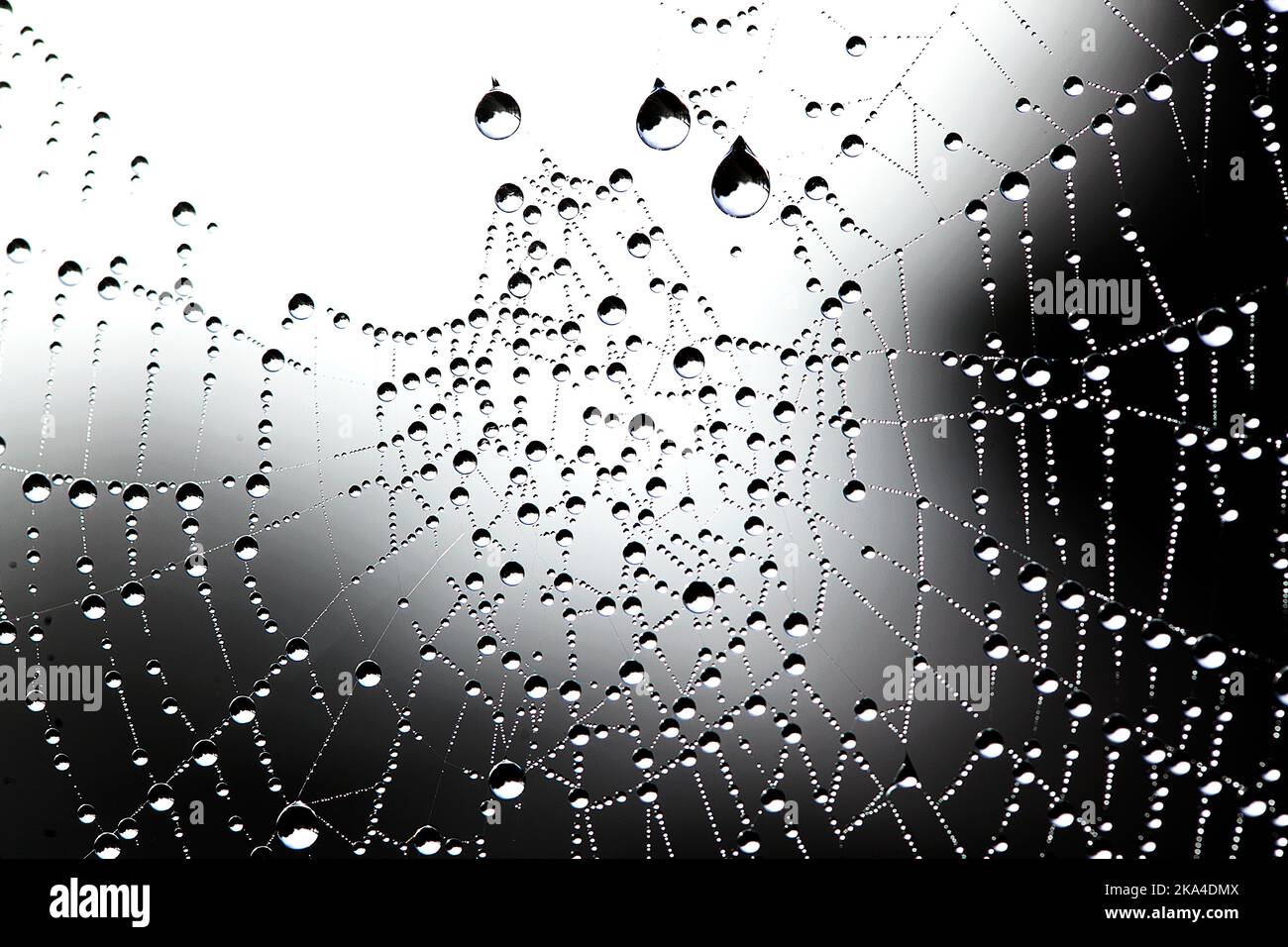 Water droplets on spider web, Spain Stock Photo - Alamy