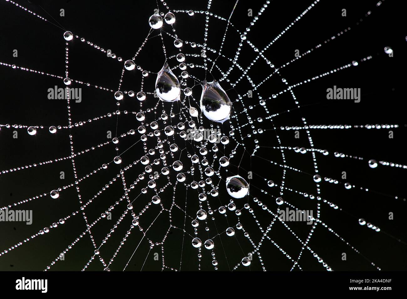 Water droplets on spider web, Spain Stock Photo - Alamy