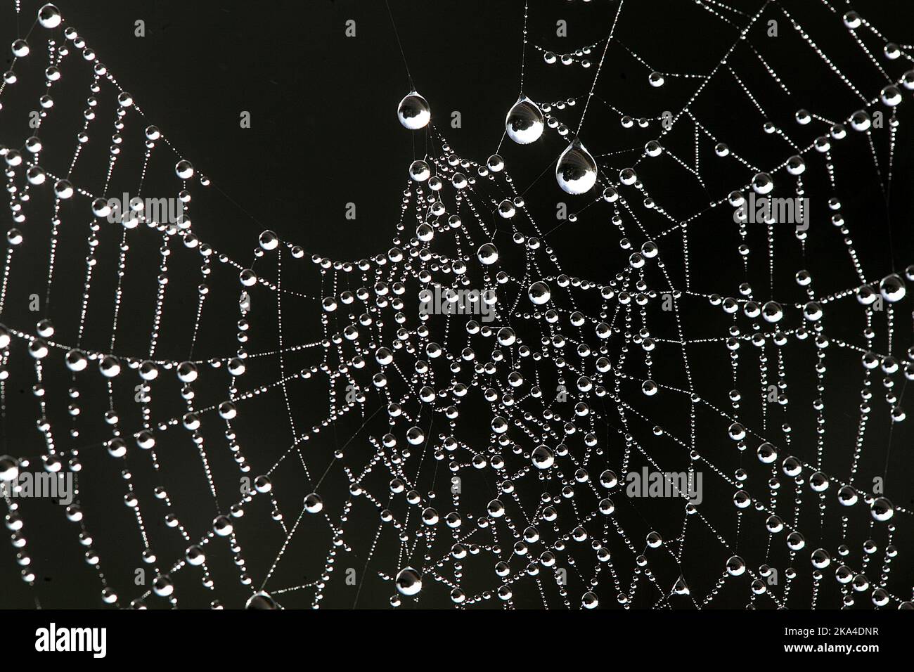 Water droplets on spider web, Spain Stock Photo - Alamy