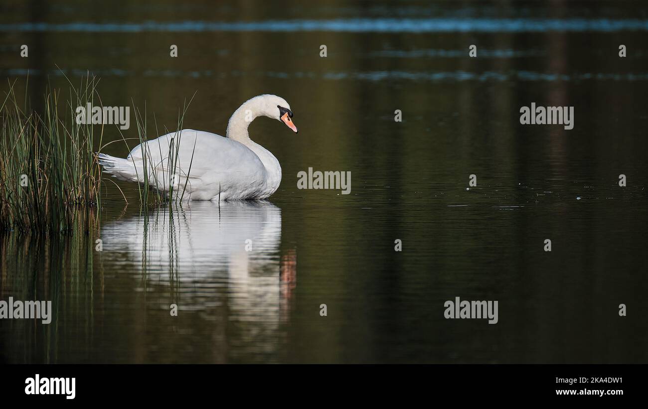 Ride a White Swan Stock Photo - Alamy