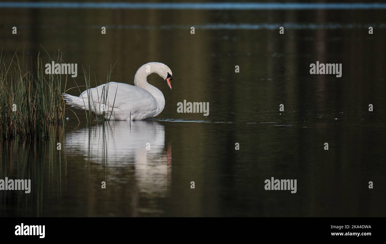 Ride a White Swan Stock Photo - Alamy