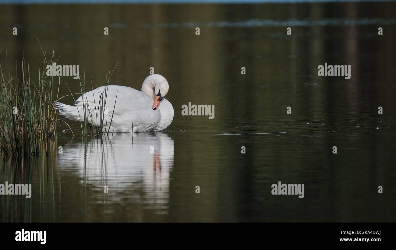 Ride a White Swan Stock Photo - Alamy