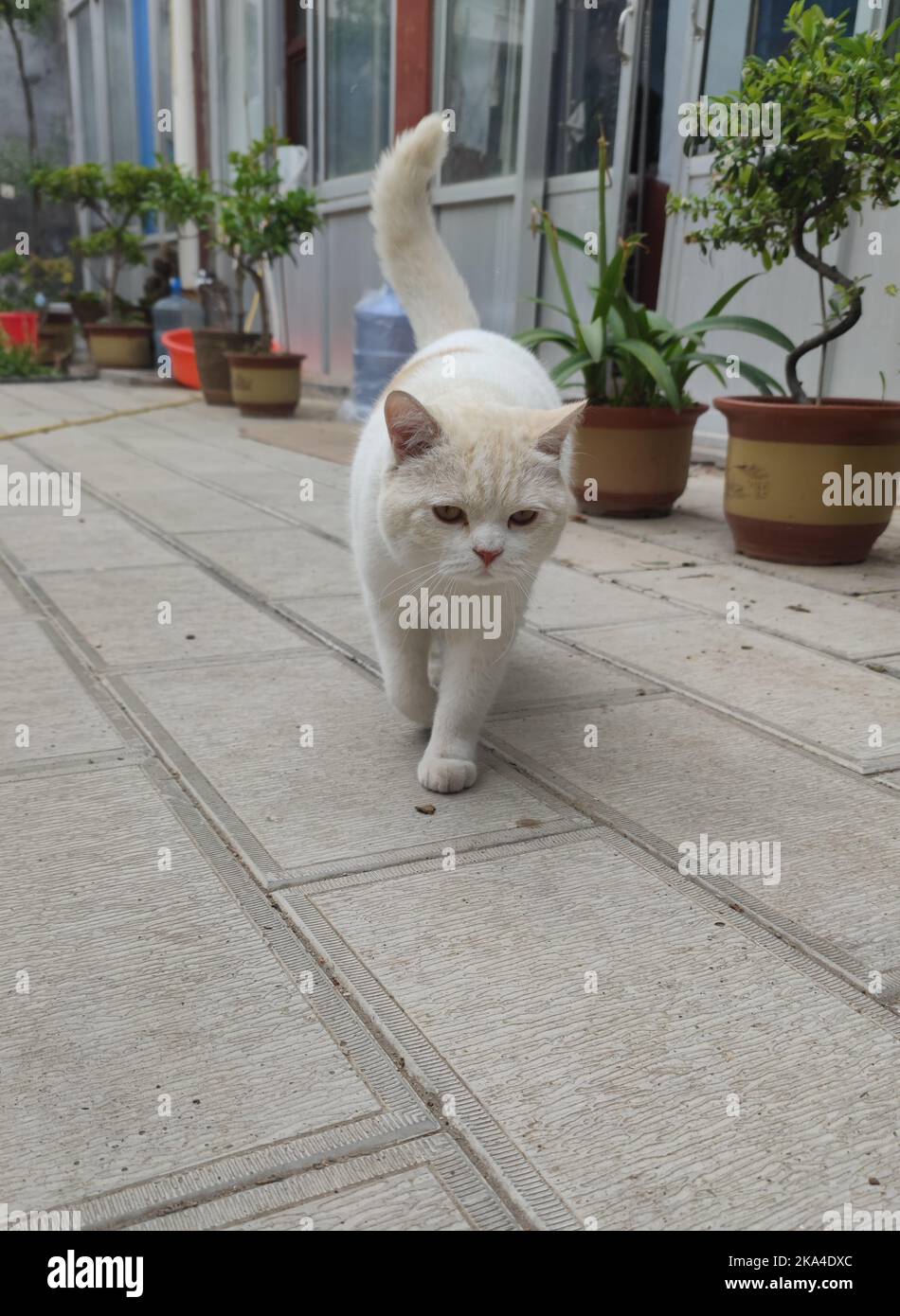 A closeup shot of a beautiful white shorthair cat walking on the ground ...